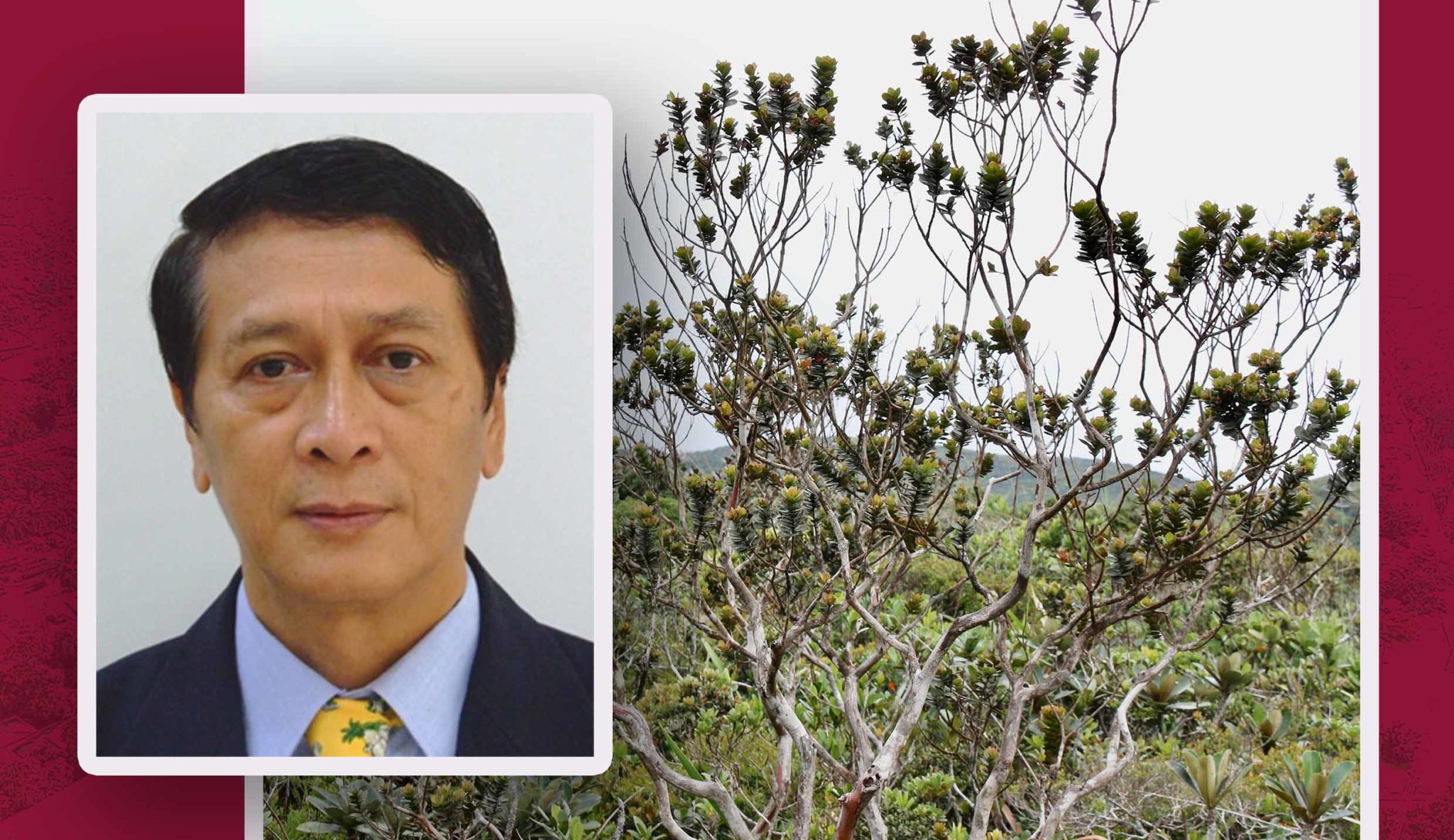 UPLB Professor discovers new PH tree – UP Alumni Website