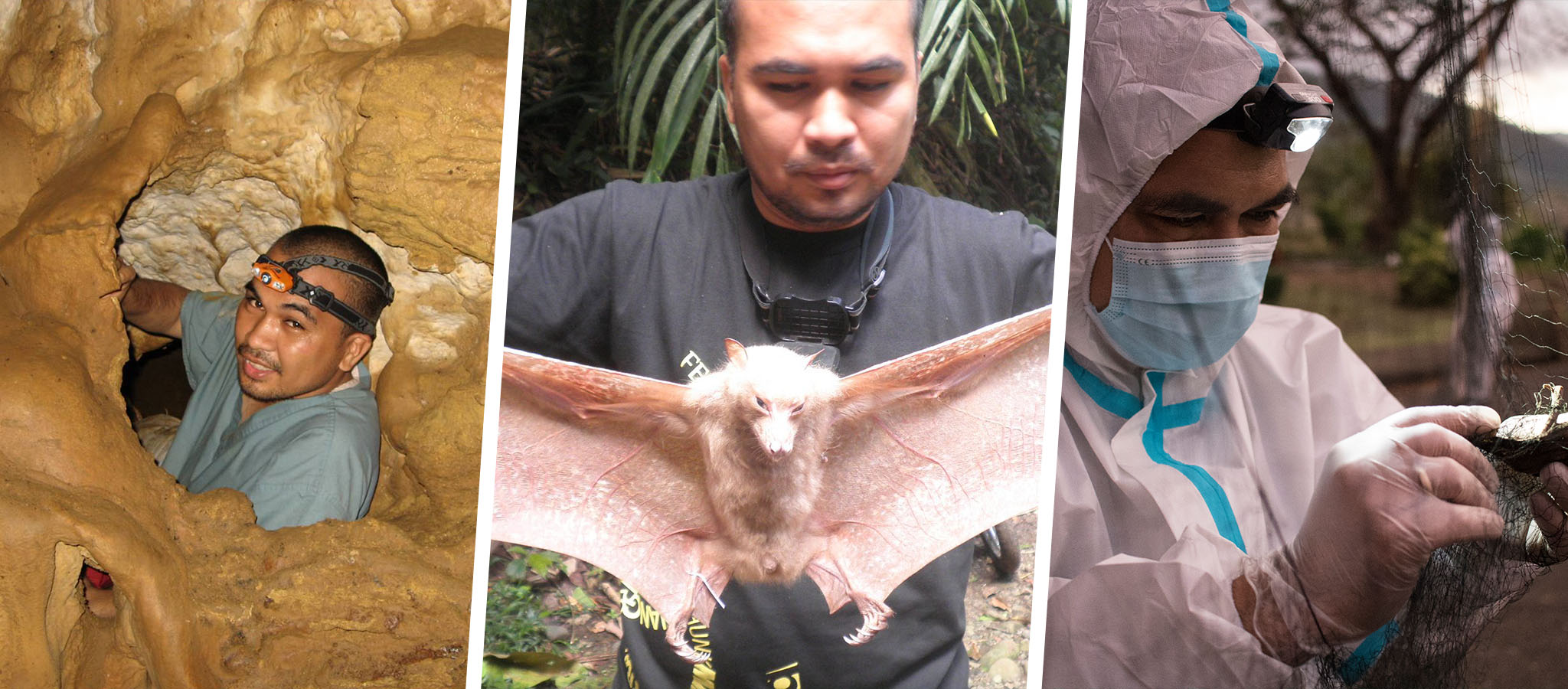 With great knowledge of bats comes great responsibility – UP Alumni Website