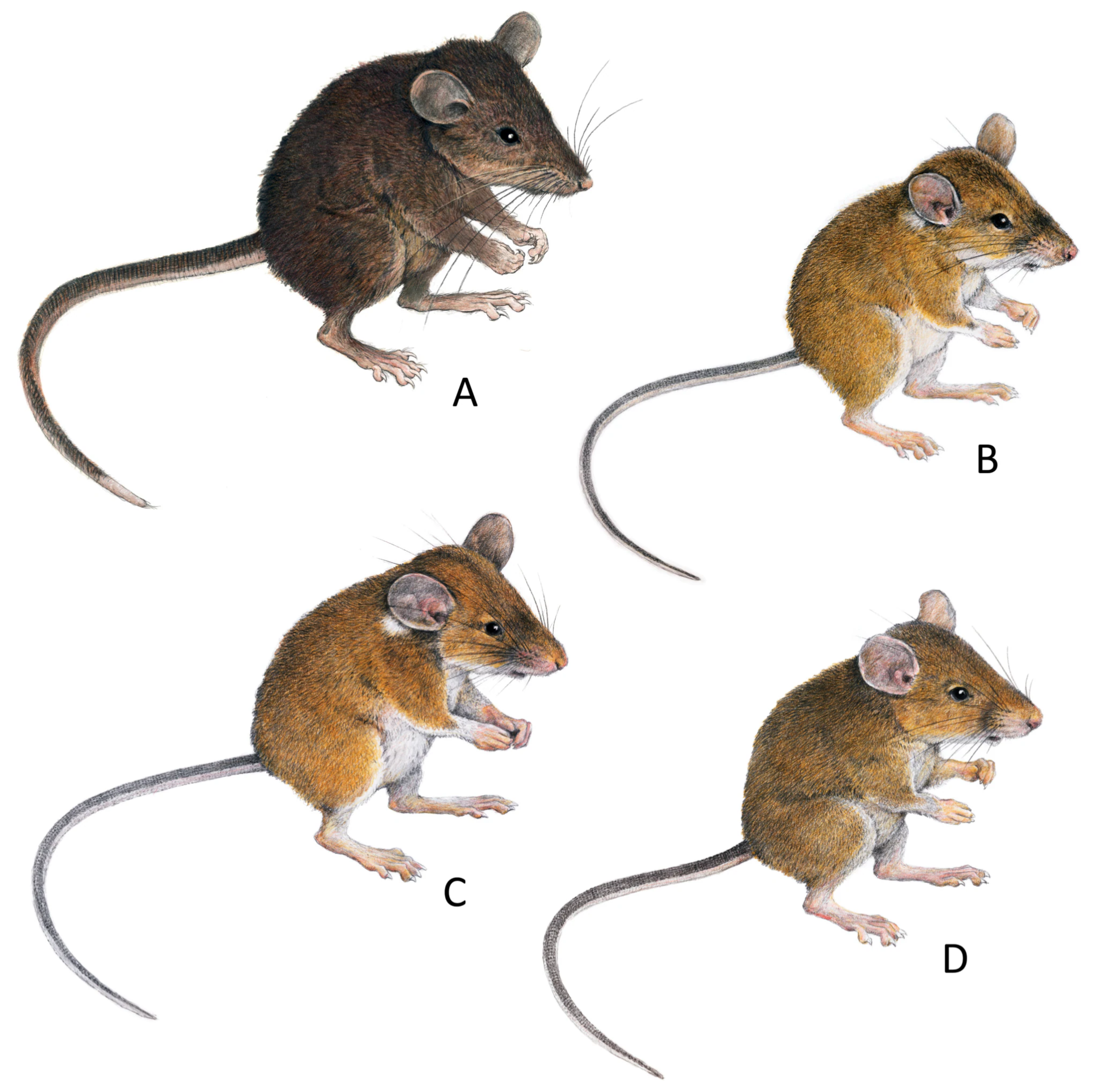 UP Biologists Help Discover New Philippine Forest Mice Species in ...